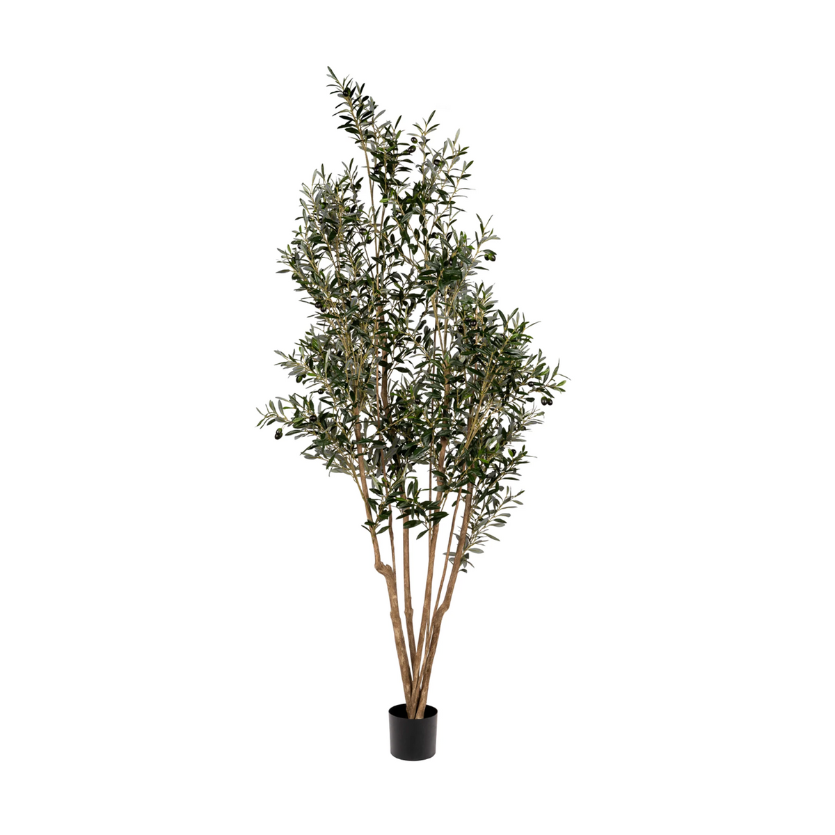 7' Olive Tree – Pure Salt Shoppe