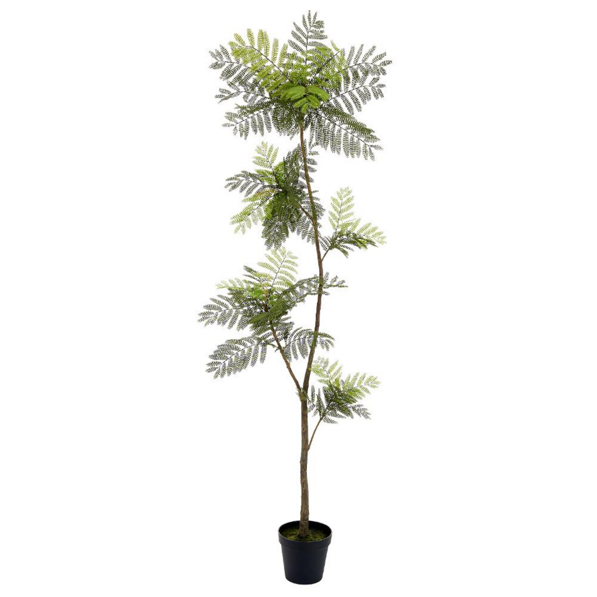 7' Jacaranda Fern Tree – Pure Salt Shoppe